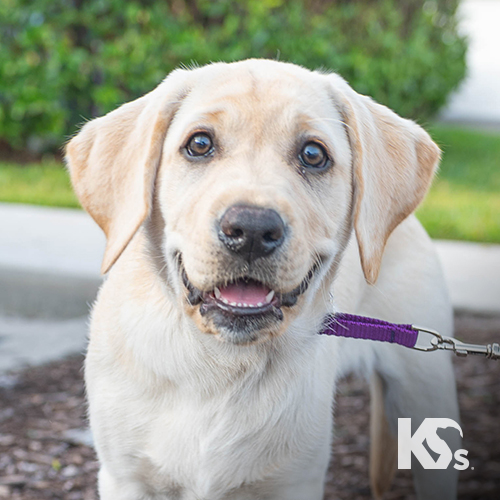 | Our Worthy Causes Dogtopia Foundation